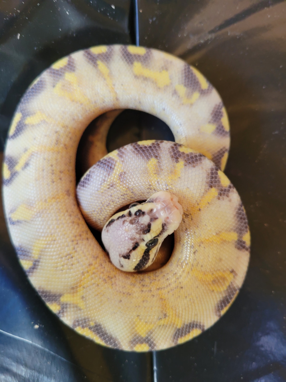 Super Pastel Super Gravel Ball Python by Morton Wright Reptiles ...
