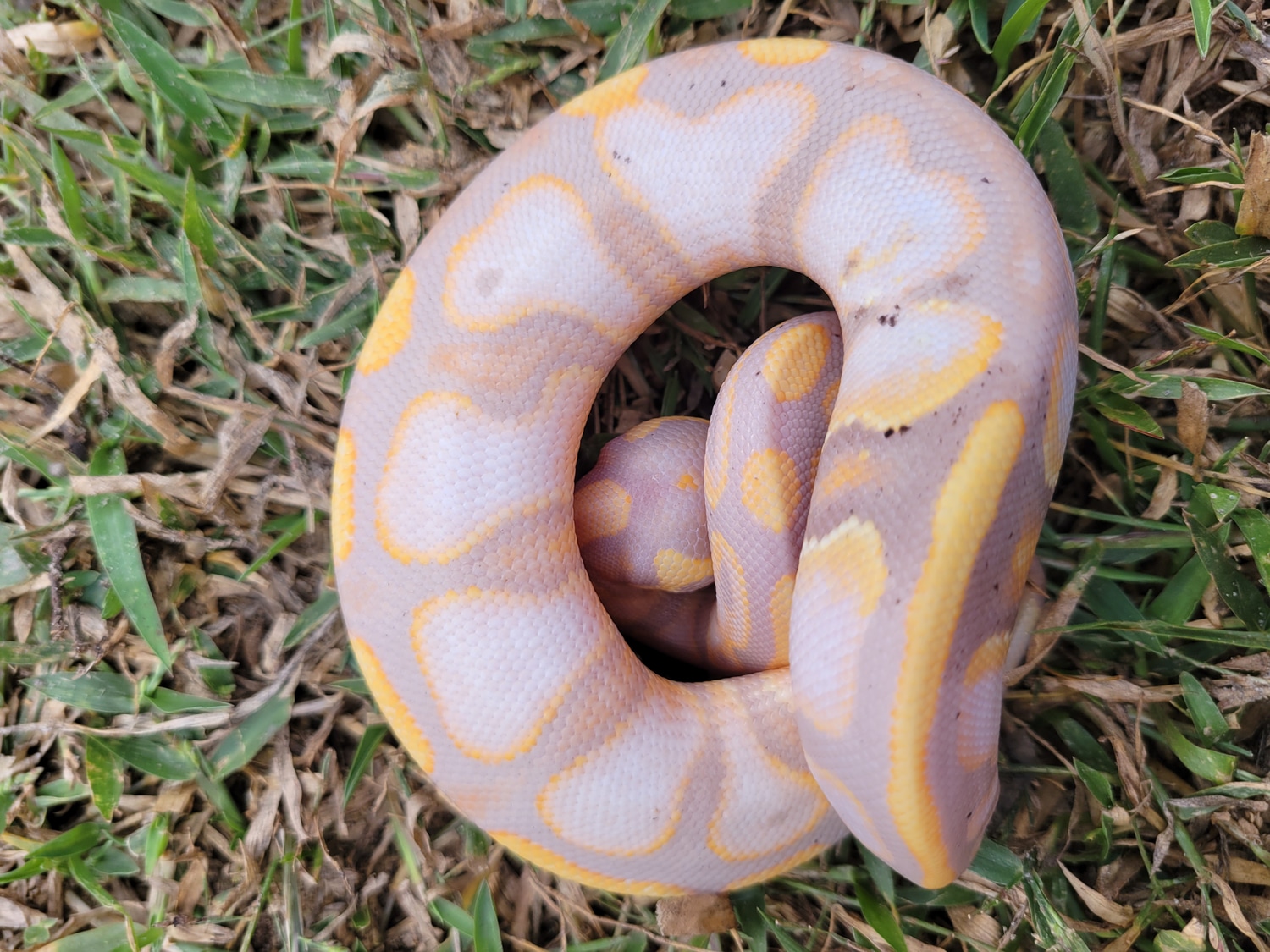 High White Banana Calico Ball Python by Morton Wright Reptiles ...