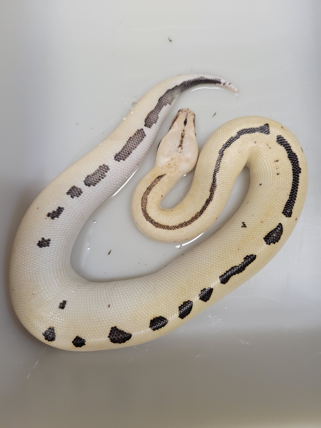 Ivory Goldeneye Blood Python by Morton Wright Reptiles - MorphMarket