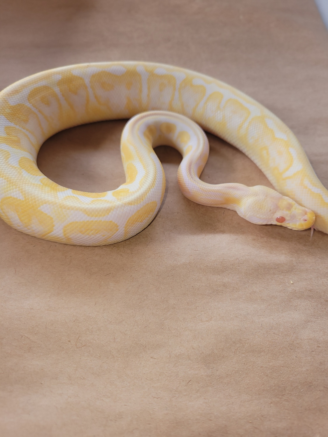 Super Pastel Spotnose Calico Albino Ball Python by Morton Wright ...