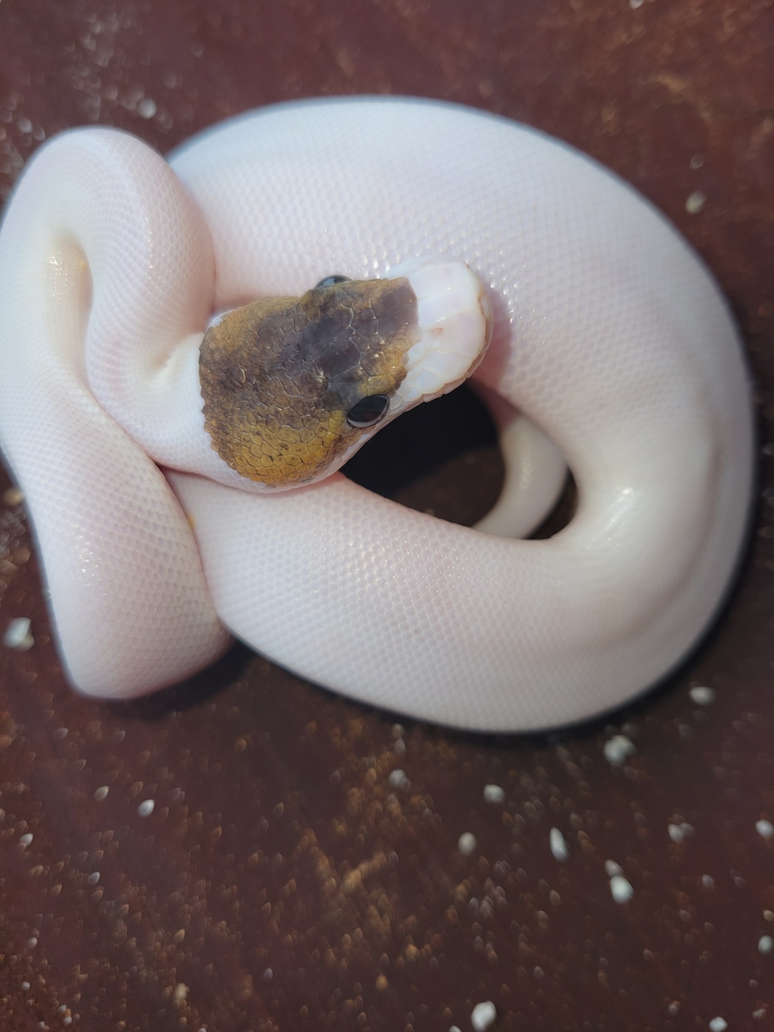 Spied Ball Python by Morton Wright Reptiles - MorphMarket