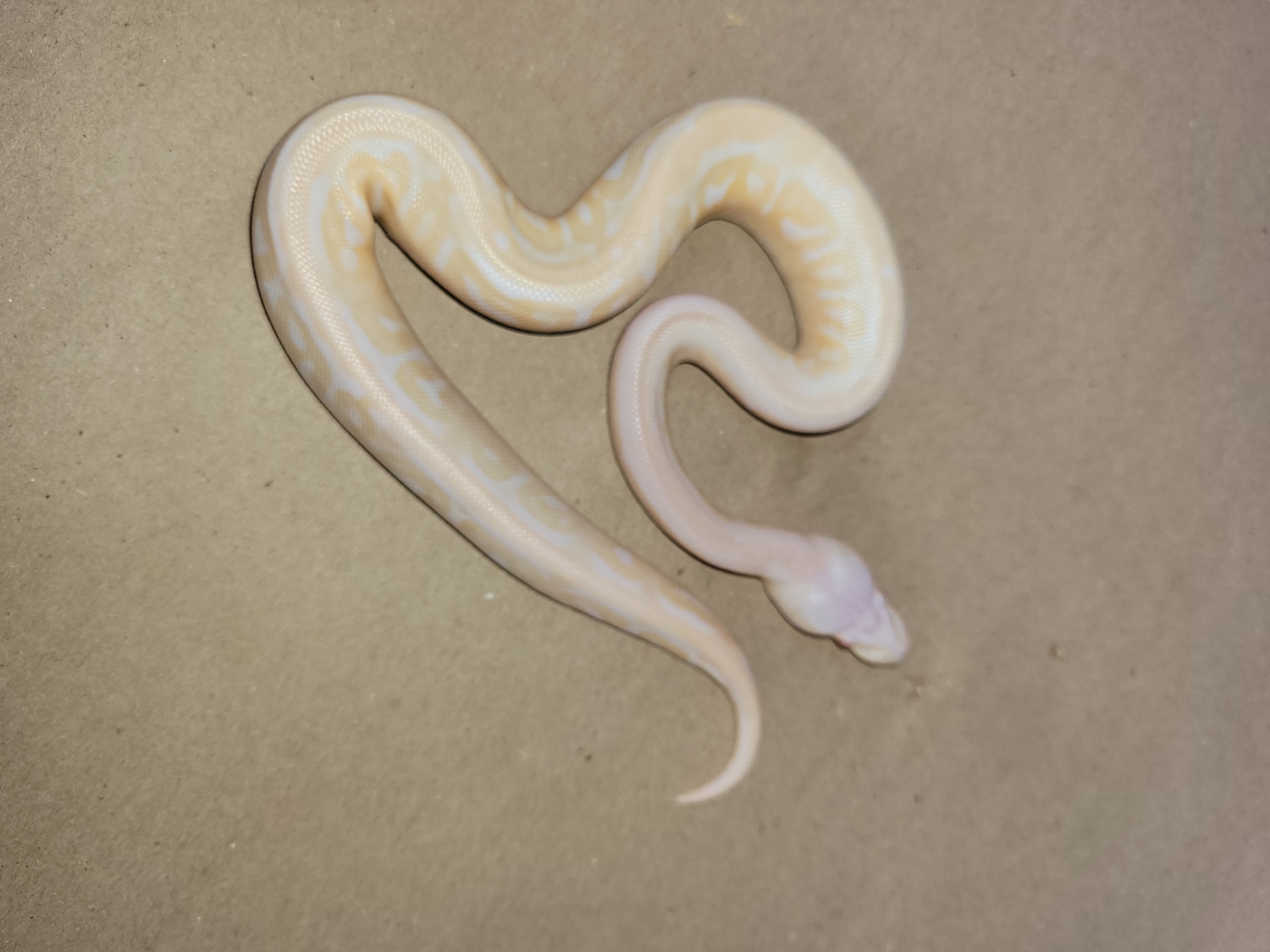 Super Pastel Black Pastel Albino Ball Python by Morton Wright Reptiles ...