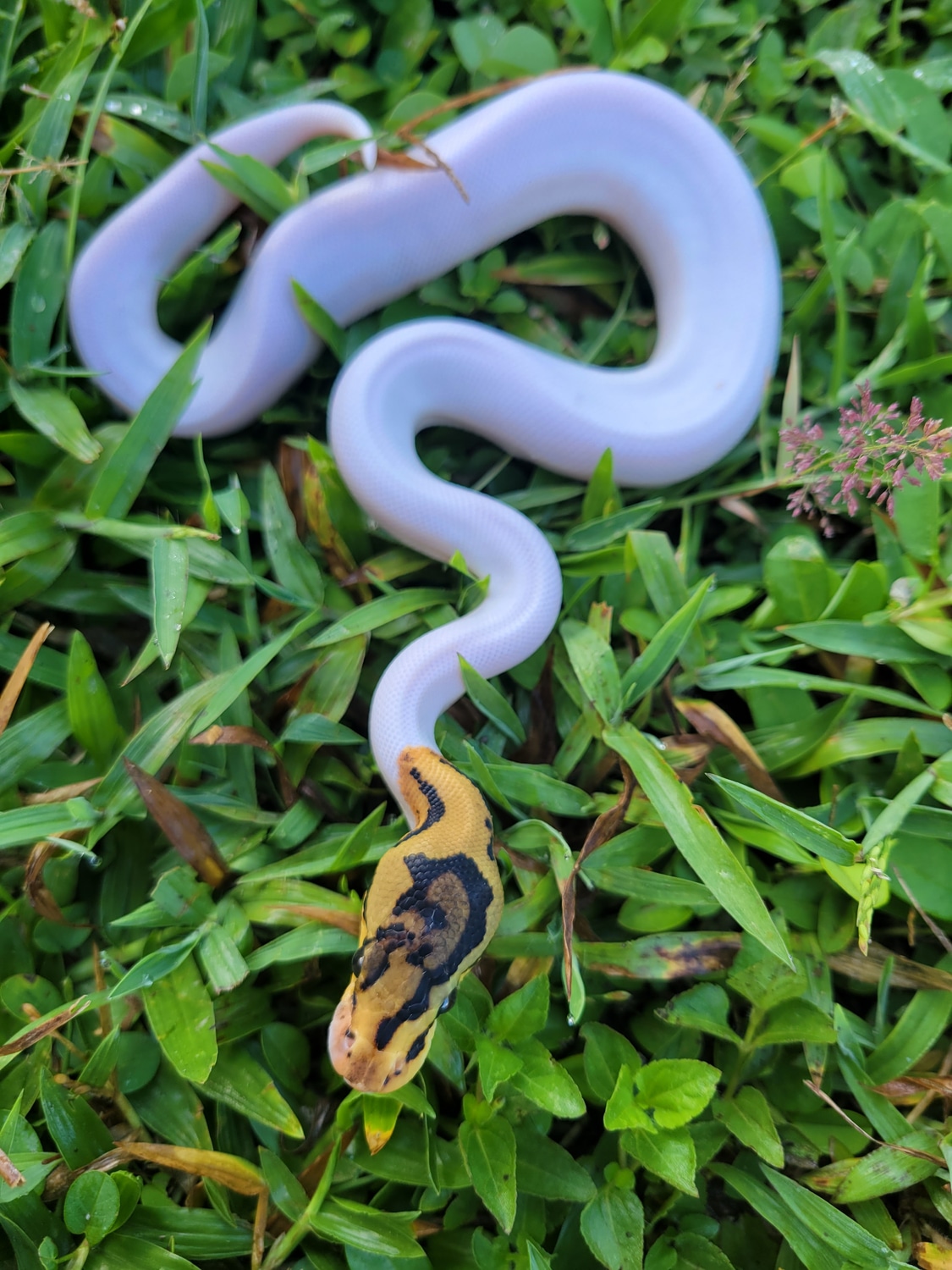 Spied Ball Python by Morton Wright Reptiles - MorphMarket