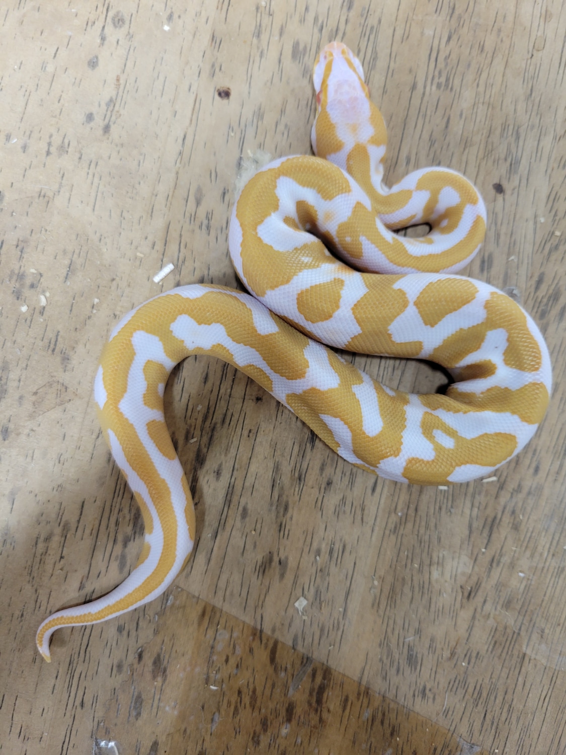 High Contrast Leopard Albino Ball Python by Morton Wright Reptiles ...