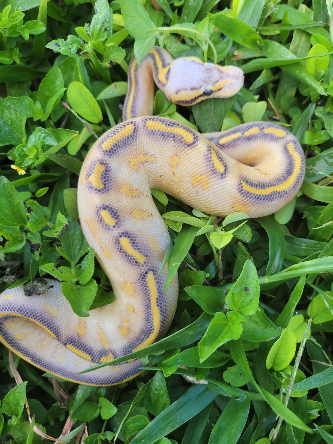 Pastel Highway Ghost Ball Python by Morton Wright Reptiles - MorphMarket