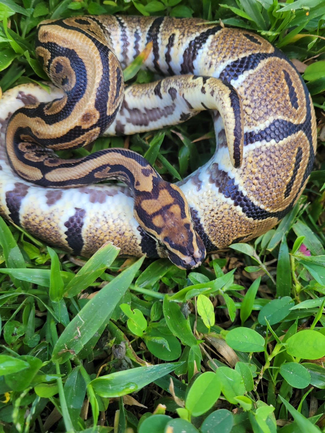 Het Black Axantic Spotnose Ball Python by Morton Wright Reptiles ...