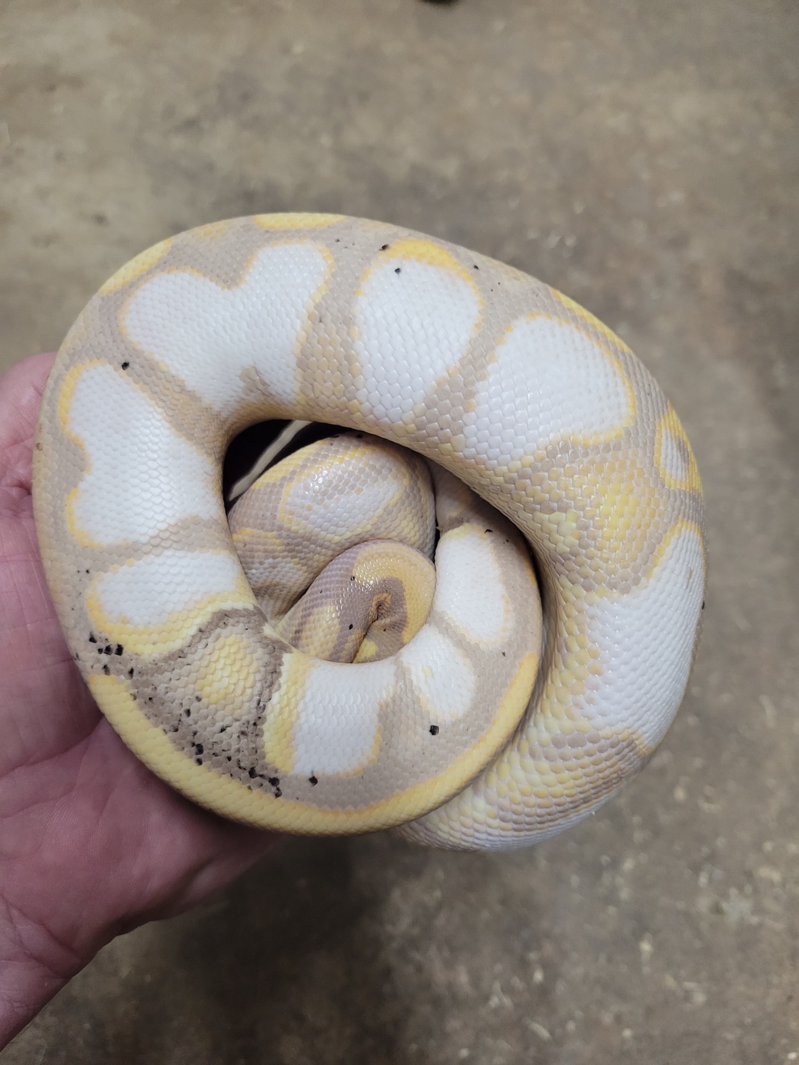 Banana Calico Ball Python by Morton Wright Reptiles - MorphMarket