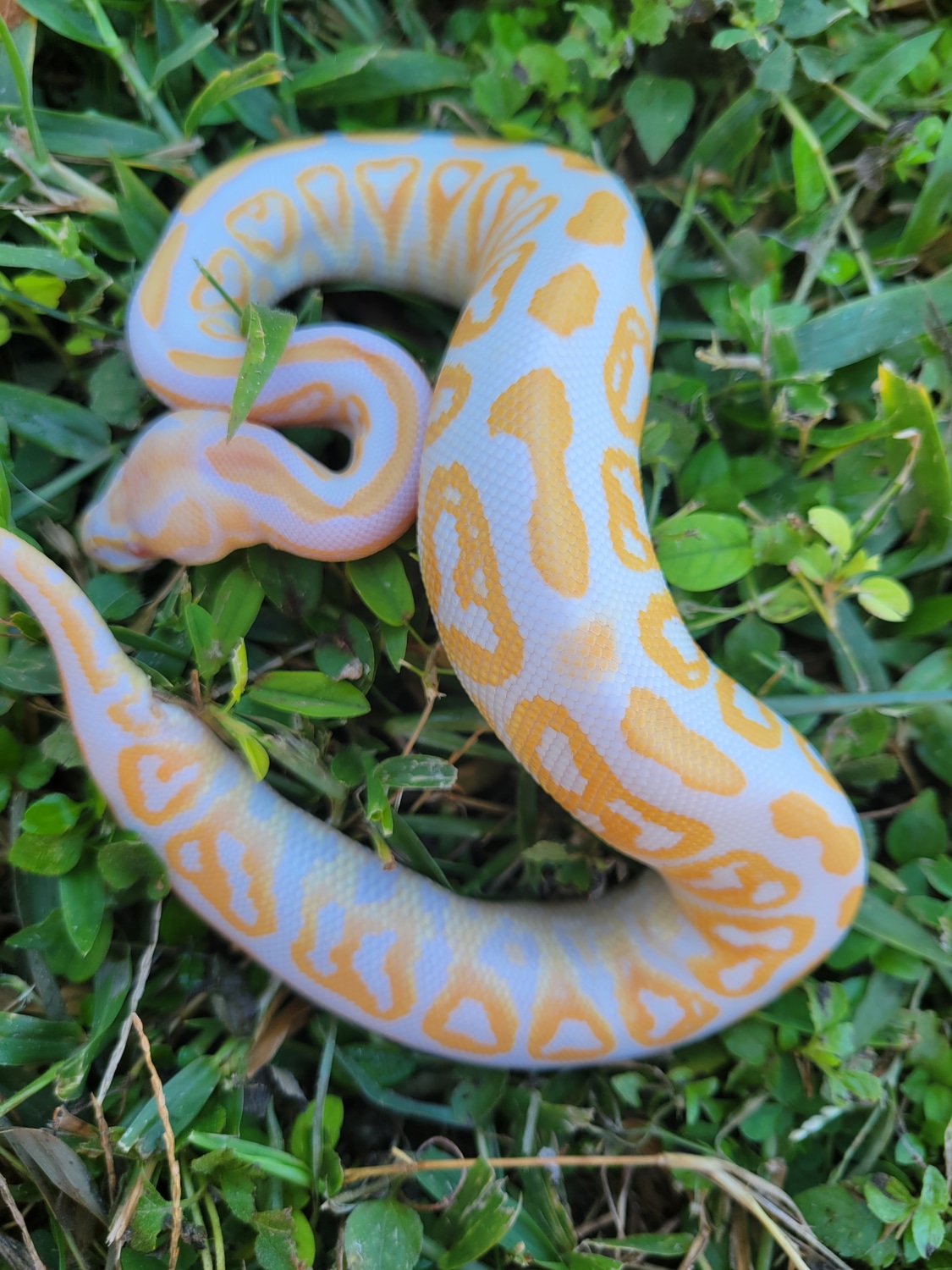 Leopard Black Pastel Albino Ball Python by Morton Wright Reptiles ...