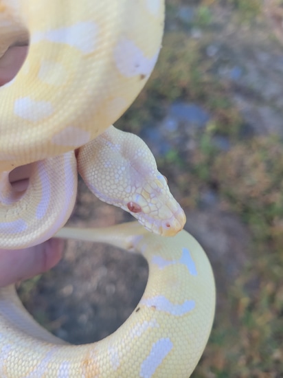 2022scaleless Head Leopard Spotnose Albino Ball Python by Morton Wright ...