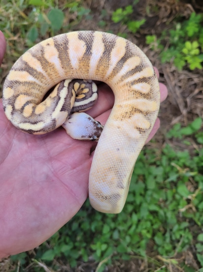 Super Window Pastel Enchi Calico Ball Python by Morton Wright Reptiles
