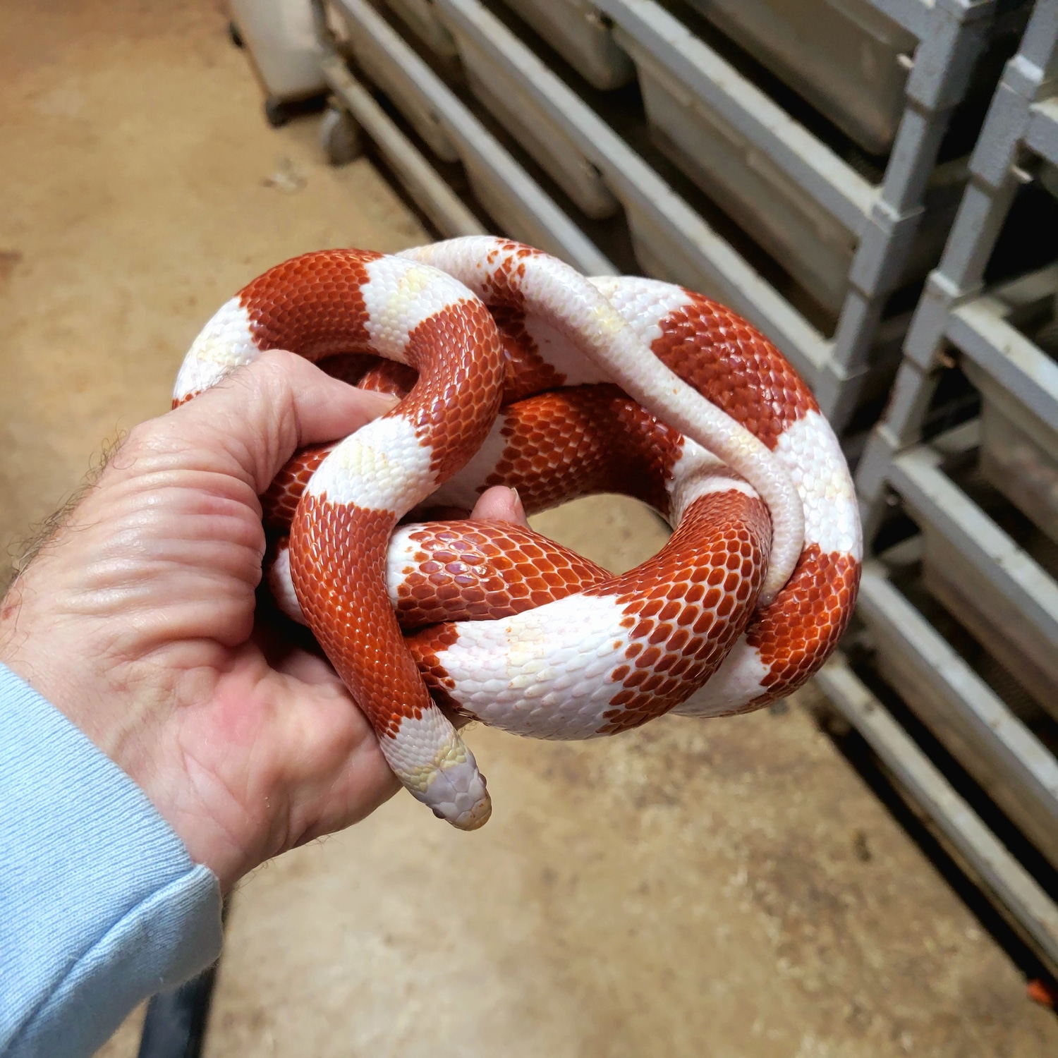 Albino Milksnake Nelson's Milk Snake by Morton Wright Reptiles ...