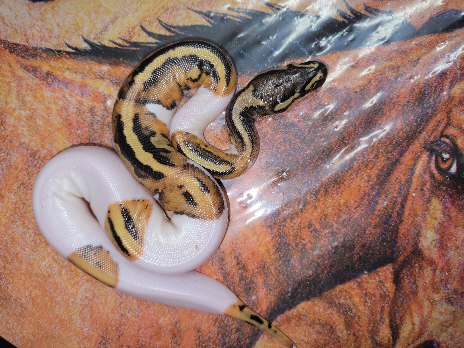 Pied Ball Python by Morton Wright Reptiles - MorphMarket