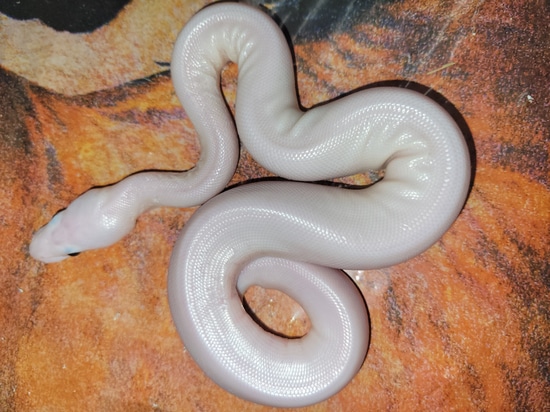 White Wedding Ball Python by Morton Wright Reptiles
