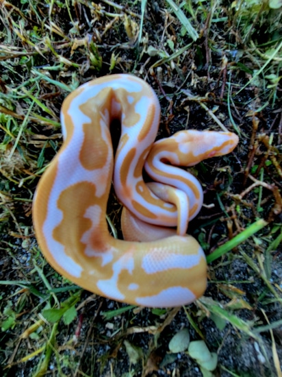 Leopard Albino Ball Python by Morton Wright Reptiles