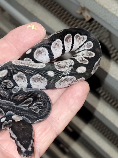 Black Axanthic Calico Ball Python by Morton Wright Reptiles