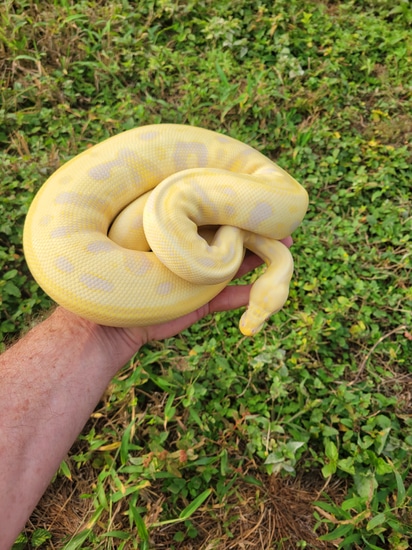 Pastel Leopard Candino Ball Python by Morton Wright Reptiles