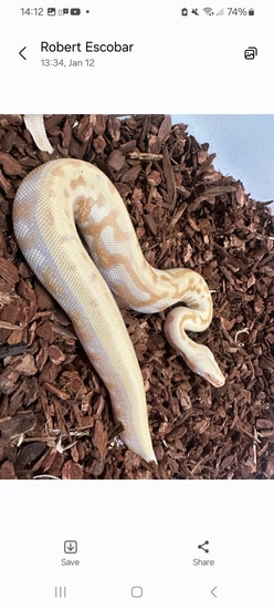 T Neg Goldeneye Blood Python by Morton Wright Reptiles
