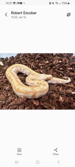 T Neg Goldeneye Blood Python by Morton Wright Reptiles