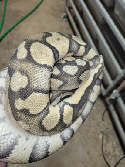 Super Pastel Ghost Ball Python by Morton Wright Reptiles
