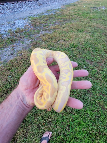 2023female Pastel Od Leopard Banana Gravel Ball Python by Morton Wright ...
