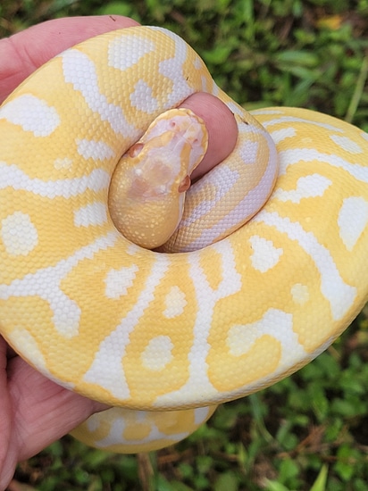 Leopard Spotnose Albino Ball Python by Morton Wright Reptiles