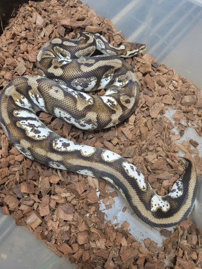 Calico Het Albino Female Ball Python by Morton Wright Reptiles