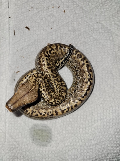 Batik Matrix Het Albino Blood Python by Morton Wright Reptiles