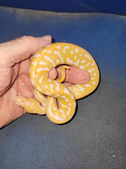 Leopard Spotnose Albino Ball Python by Morton Wright Reptiles