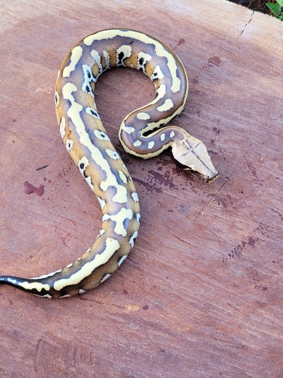 Pollen Het T+(Cherry Bomb) Blood Python by Morton Wright Reptiles