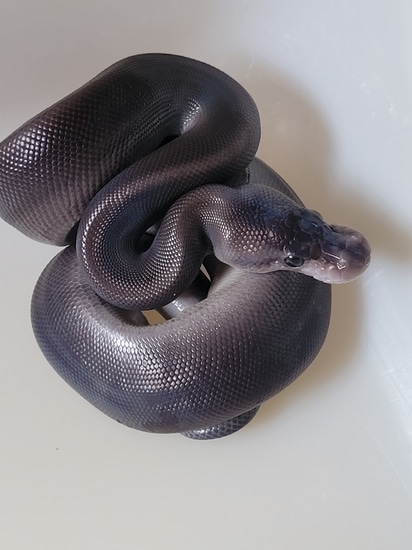 Super Black Pastel Het Albino Ball Python by Morton Wright Reptiles