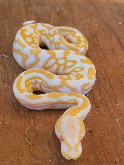 Black Pastel Leopard Albino Ball Python by Morton Wright Reptiles