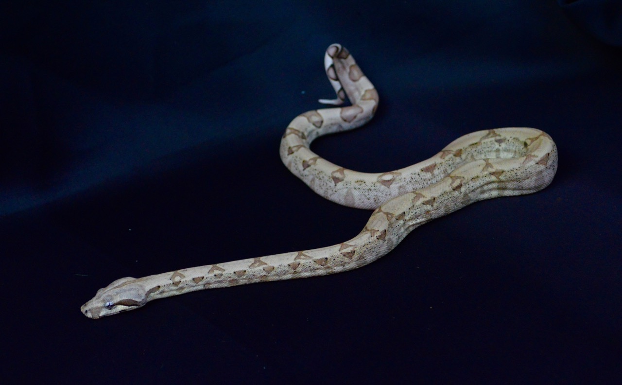 Ghost, Het Kahl Boa Constrictor by OE Reptiles - MorphMarket
