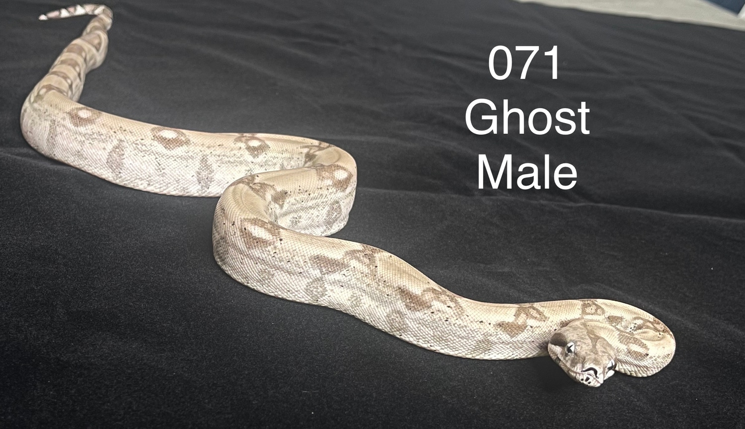 Ghost Male 2022 Boa Constrictor by OE Reptiles - MorphMarket