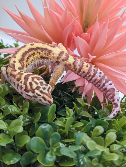 Bell Albino, Tangerine, Het Eclipse Leopard Gecko by Moscato Mutations
