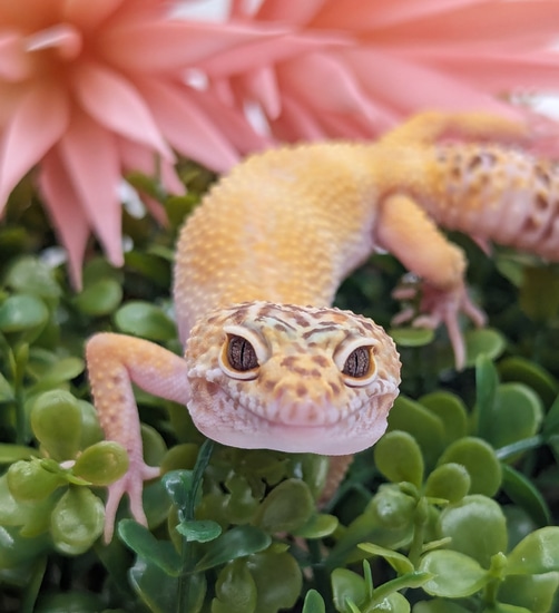 Hypo, Tangerine, Tremper Albino, Mack Snow, Het Murphys Patternless ...
