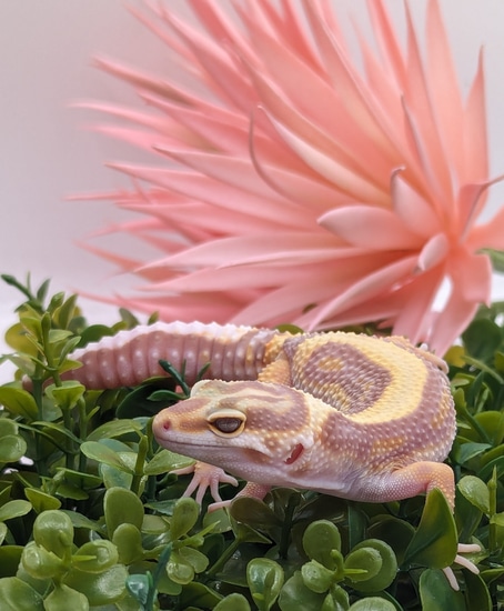 2023 Bold Stripe, Tremper Albino Leopard Gecko by Moscato Mutations