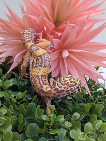 Bell Albino, Tangerine Pos Het NDBE Leopard Gecko by Moscato Mutations