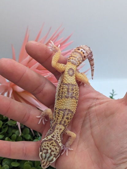 Bell Albino, Tangerine, Pos Het NDBE Leopard Gecko by Moscato Mutations