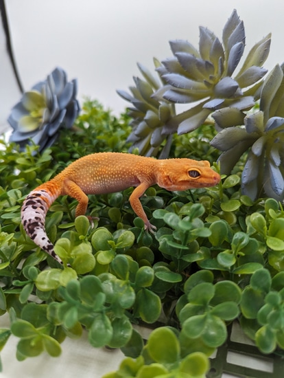 Tangerine, Super Hypo, Het Tremper Leopard Gecko by Moscato Mutations