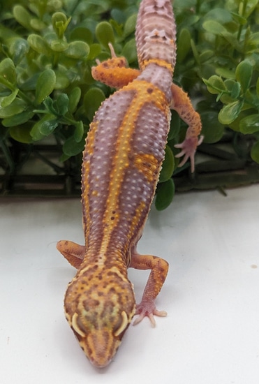 TSM, Bell Albino, Bold Stripe, Tangerine Leopard Gecko by Moscato Mutations