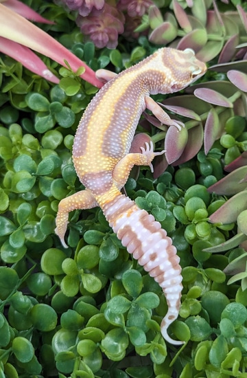 Tremper Albino, Bold Stripe *Tail Kink* Leopard Gecko by Moscato Mutations