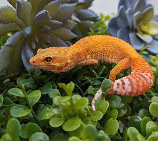 2023 Fire Water Female Leopard Gecko by Moscato Mutations