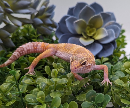 Tremper Albino, Mack Snow, Hypo Leopard Gecko by Moscato Mutations