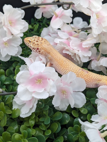 Hypo, Bell Albino, Mack Snow, Pos Het Eclipse Leopard Gecko by Moscato ...