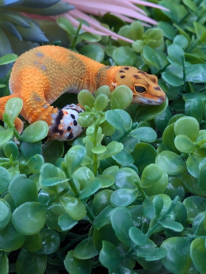 Blood, Pacific Green, Clown, Mandarin Cross, Het Tremper, Pos Het NDBE ...