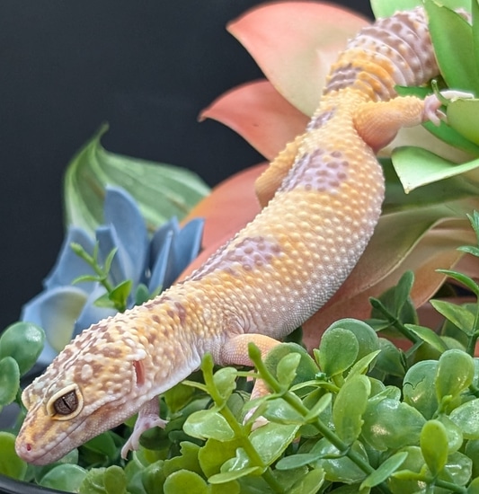 Mack Snow, Tremper Albino, Het Murphy's Patternless Leopard Gecko by ...