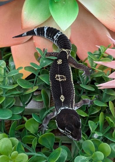 TSM Black Night, Pos Het Eclipse And Murphy's Patternless Leopard Gecko ...
