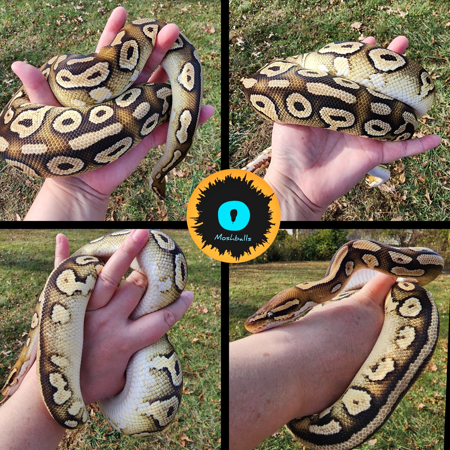 Pastel Mojave 100% Dhet Hypo Pied Ball Python by Moshballs - MorphMarket