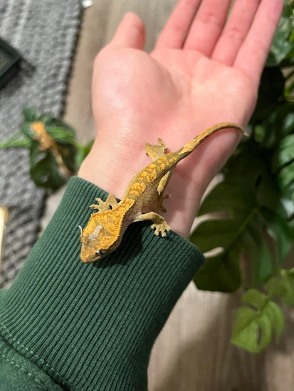 Amish Vampires In Space Crested Gecko by Moshpit Exotic Reptiles