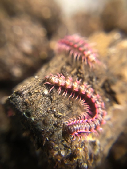 Desmoxytes Planata 'Pink Dragon Millipede' 10ct by Lichen and Leaves